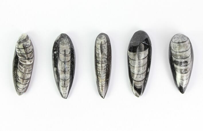 1 1/2 - 2" Polished Orthoceras Fossils - Morocco For Sale - FossilEra.com